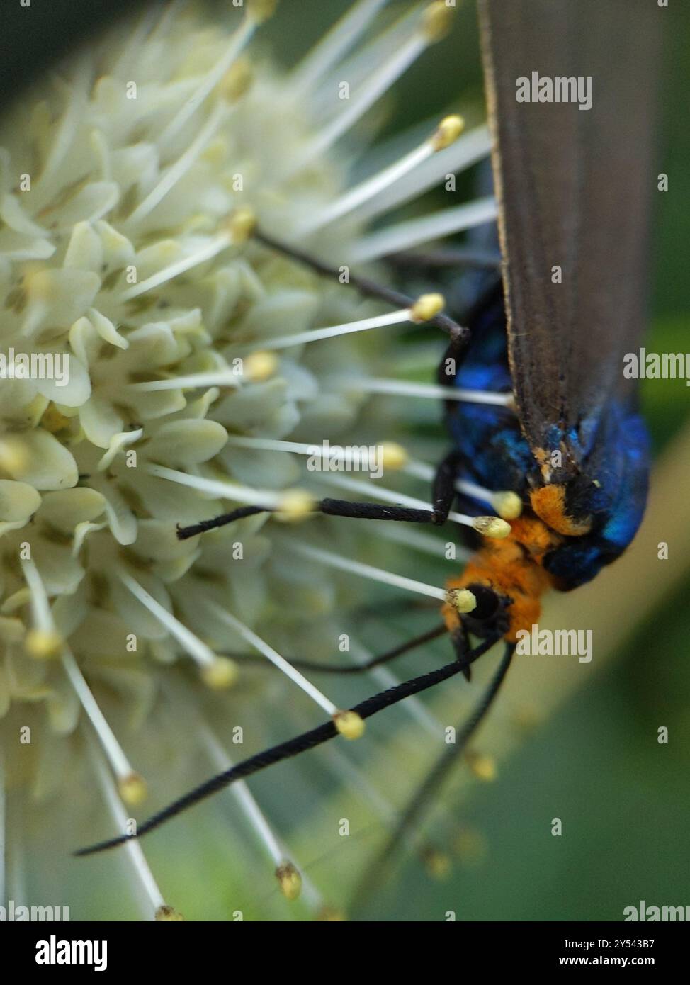 Virginia Ctenucha Moth (Ctenucha virginica) Insecta Stock Photo - Alamy
