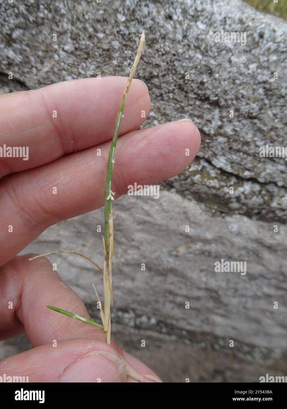 Parapholis strigosa hi-res stock photography and images - Alamy