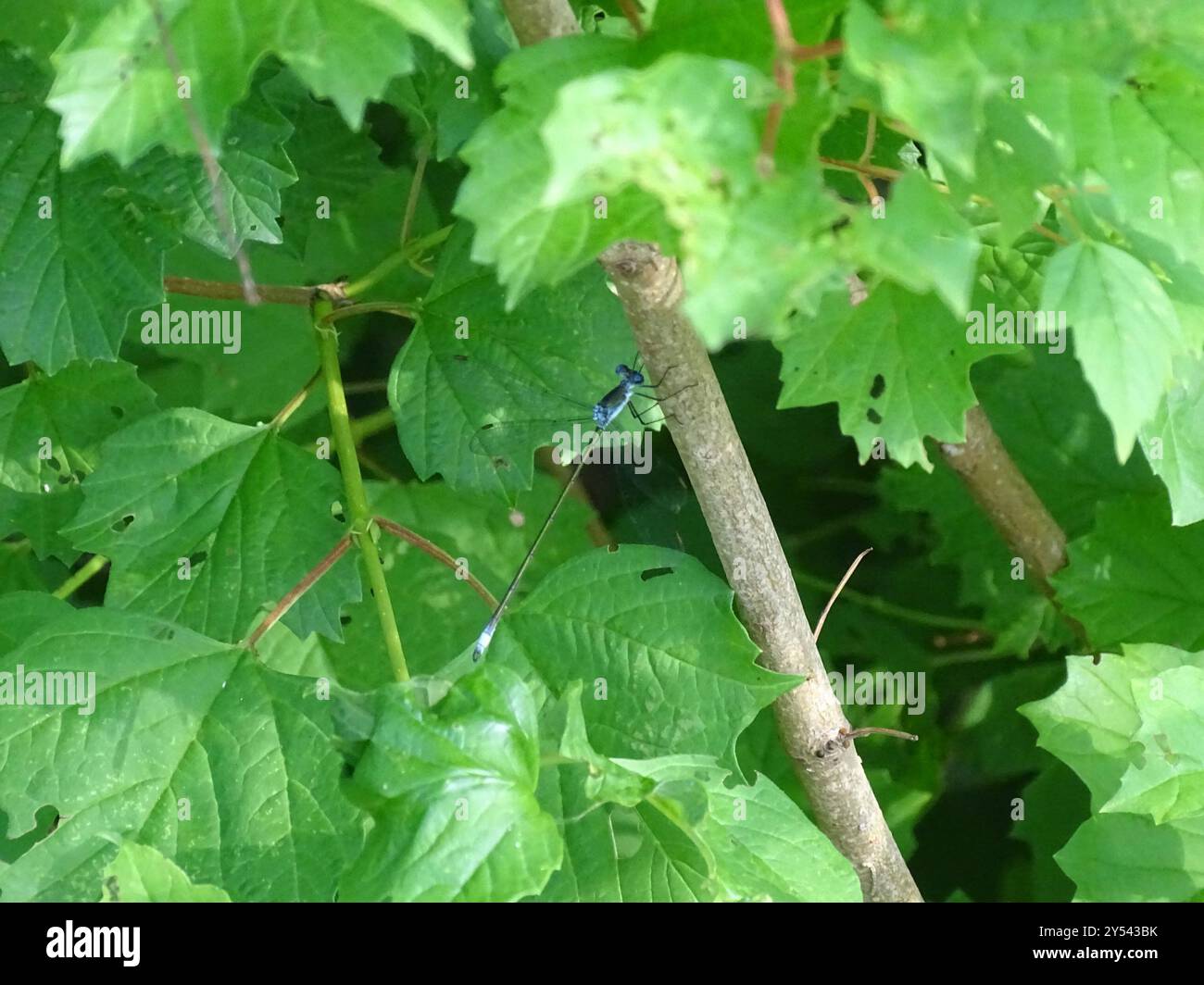 Lestes vigilax hi-res stock photography and images - Alamy
