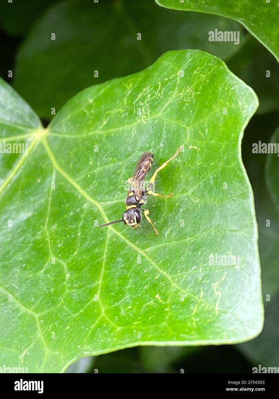 Field digger wasp (Mellinus arvensis) Insecta Stock Photo - Alamy