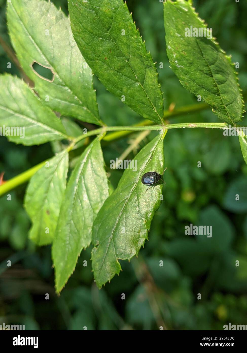 White-margined Burrower Bug (Sehirus cinctus) Insecta Stock Photo - Alamy