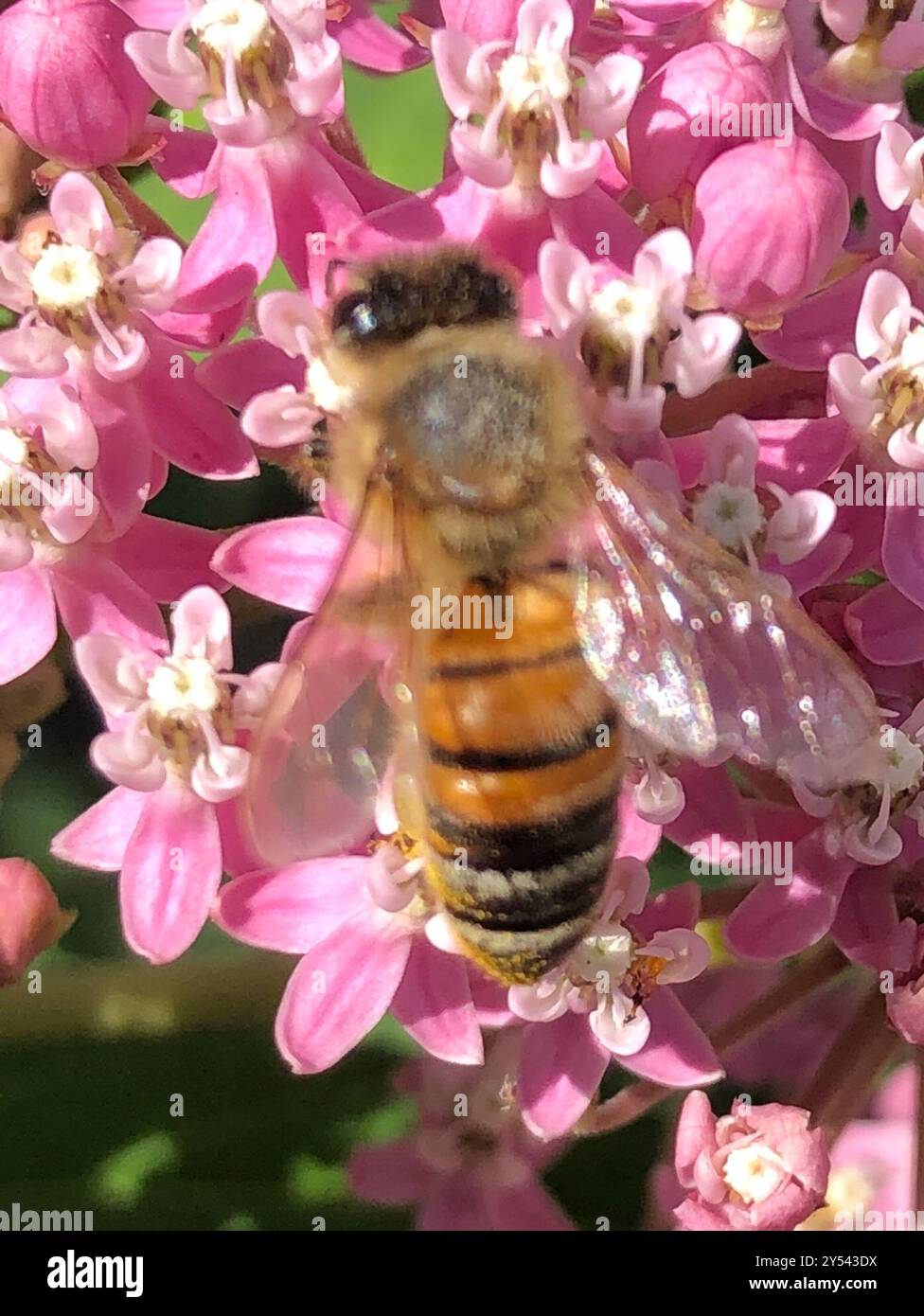 Western Honey Bee (Apis mellifera) Insecta Stock Photo - Alamy