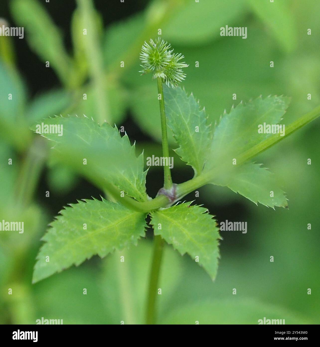 Black Snakeroot (Sanicula canadensis) Plantae Stock Photo - Alamy