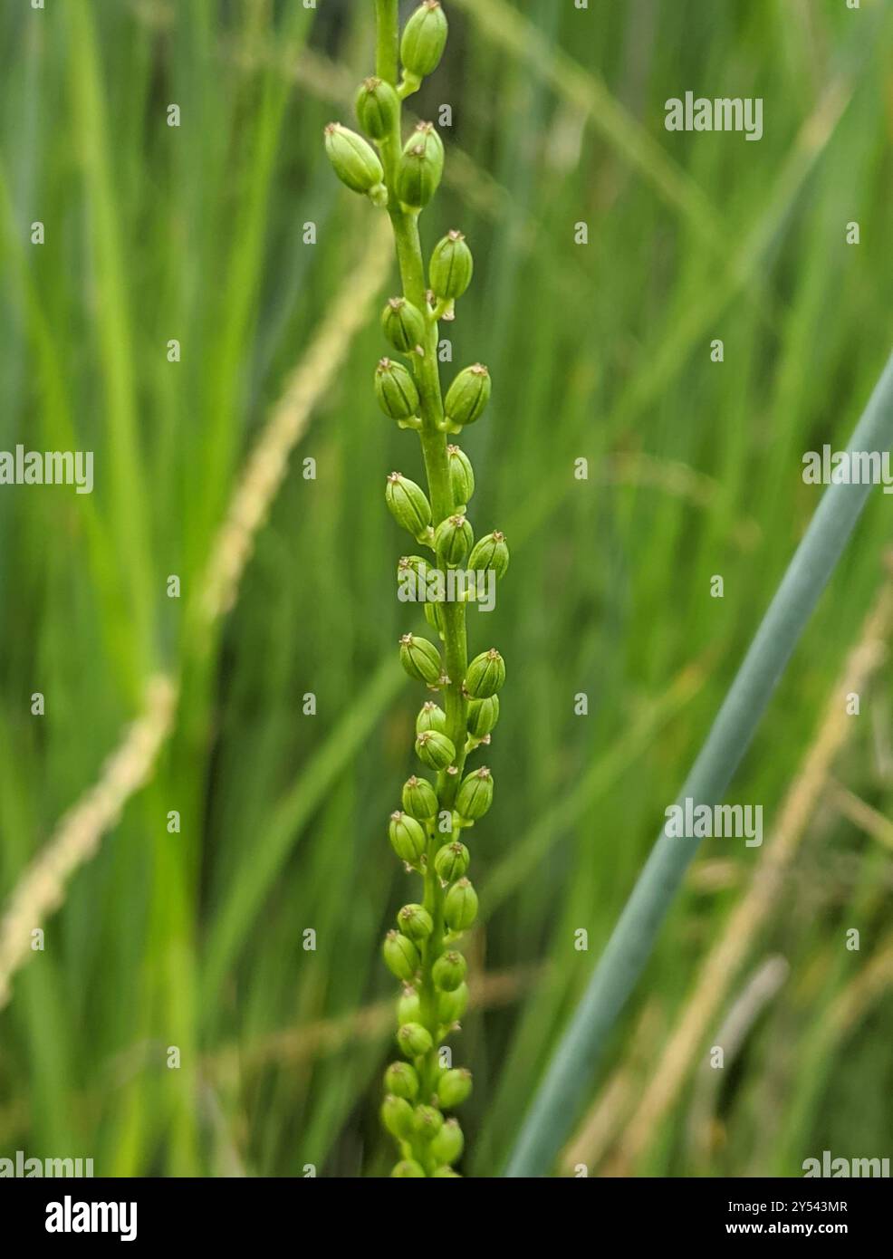 common arrowgrass (Triglochin maritima) Plantae Stock Photo - Alamy