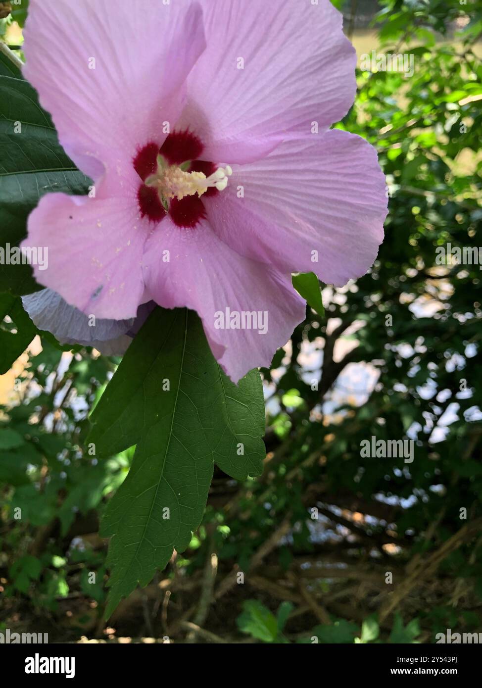 common hibiscus (Hibiscus syriacus) Plantae Stock Photo - Alamy