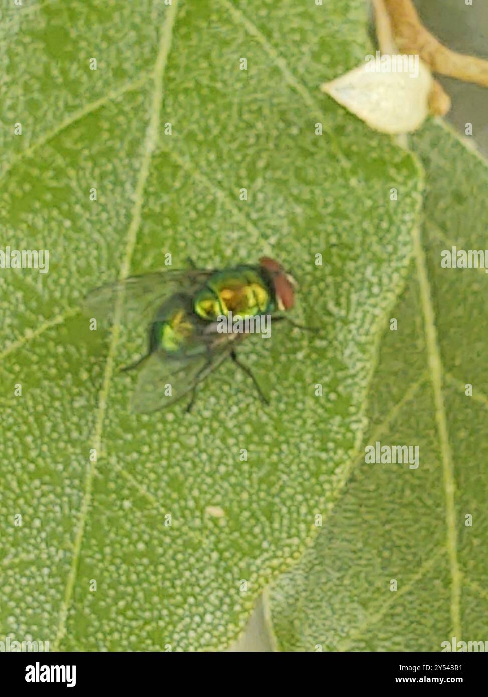 Greenbottle Flies (Lucilia) Insecta Stock Photo - Alamy