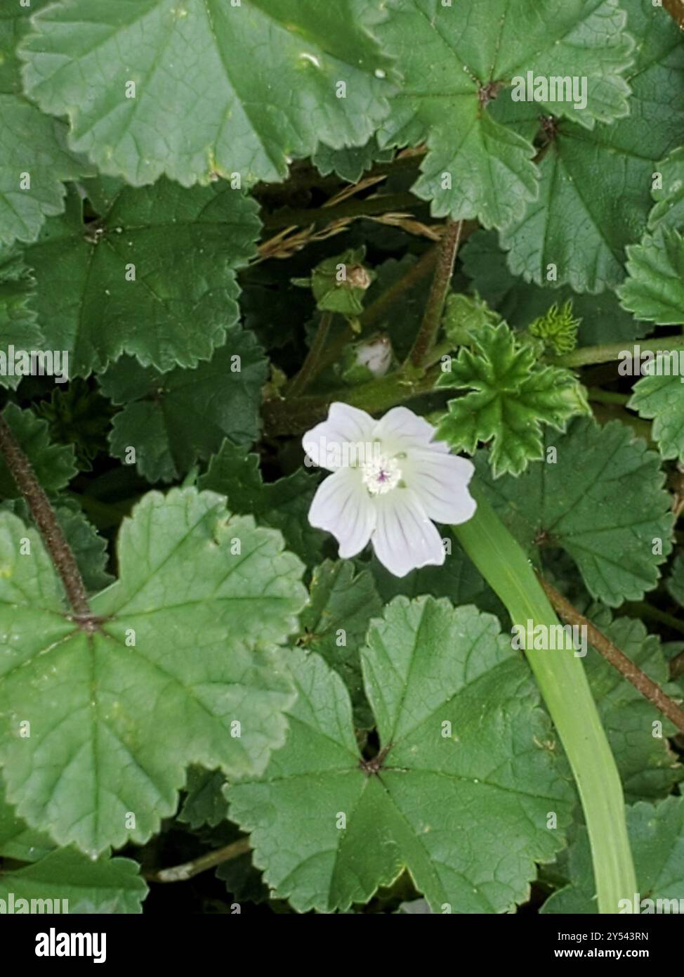 dwarf mallow (Malva neglecta) Plantae Stock Photo - Alamy