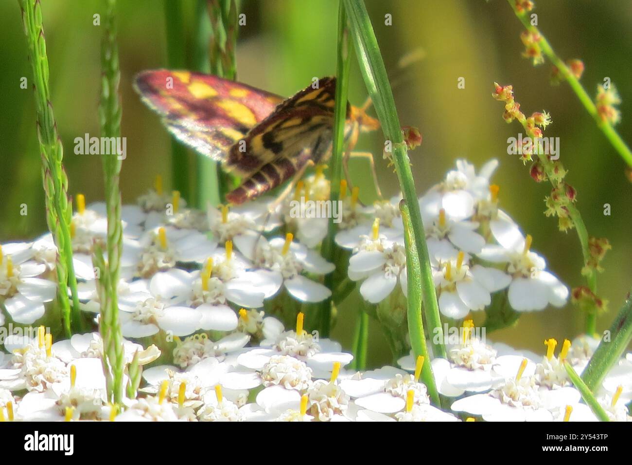 Common Crimson-and-gold Moth (Pyrausta purpuralis) Insecta Stock Photo ...