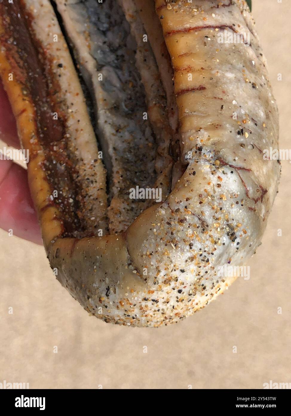 Gumboot Chiton (Cryptochiton stelleri) Mollusca Stock Photo - Alamy