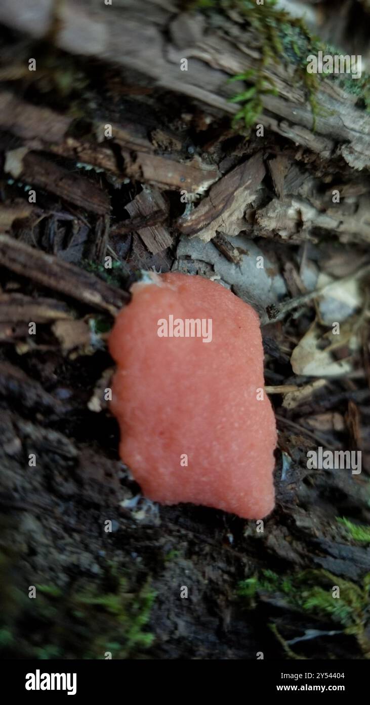 Red Raspberry Slime Mold (Tubifera ferruginosa) Protozoa Stock Photo ...