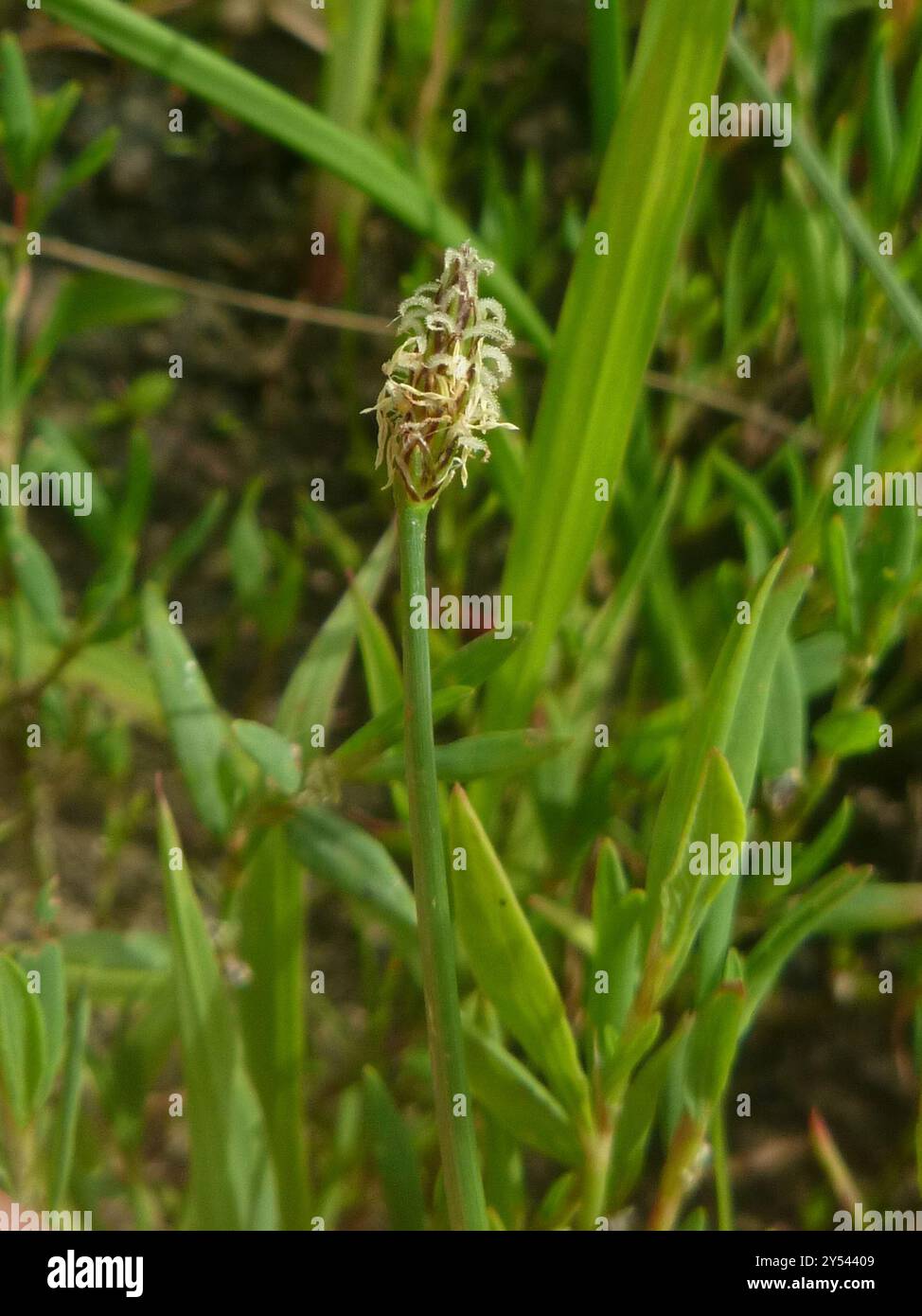 Common Spike-rush (Eleocharis palustris) Plantae Stock Photo - Alamy