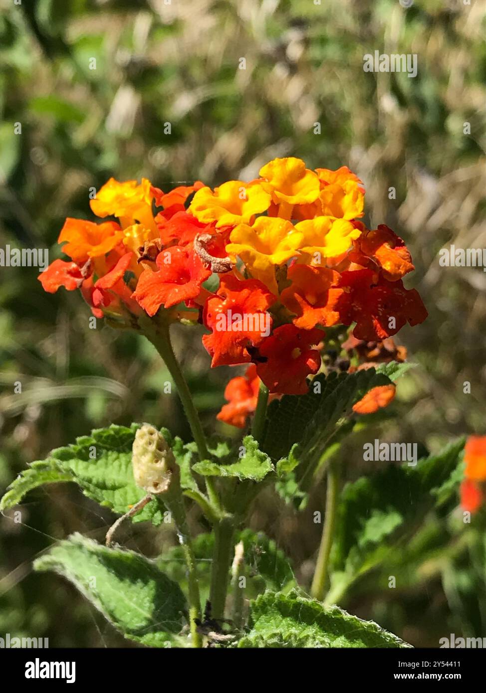 Texas lantana (Lantana urticoides) Plantae Stock Photo - Alamy