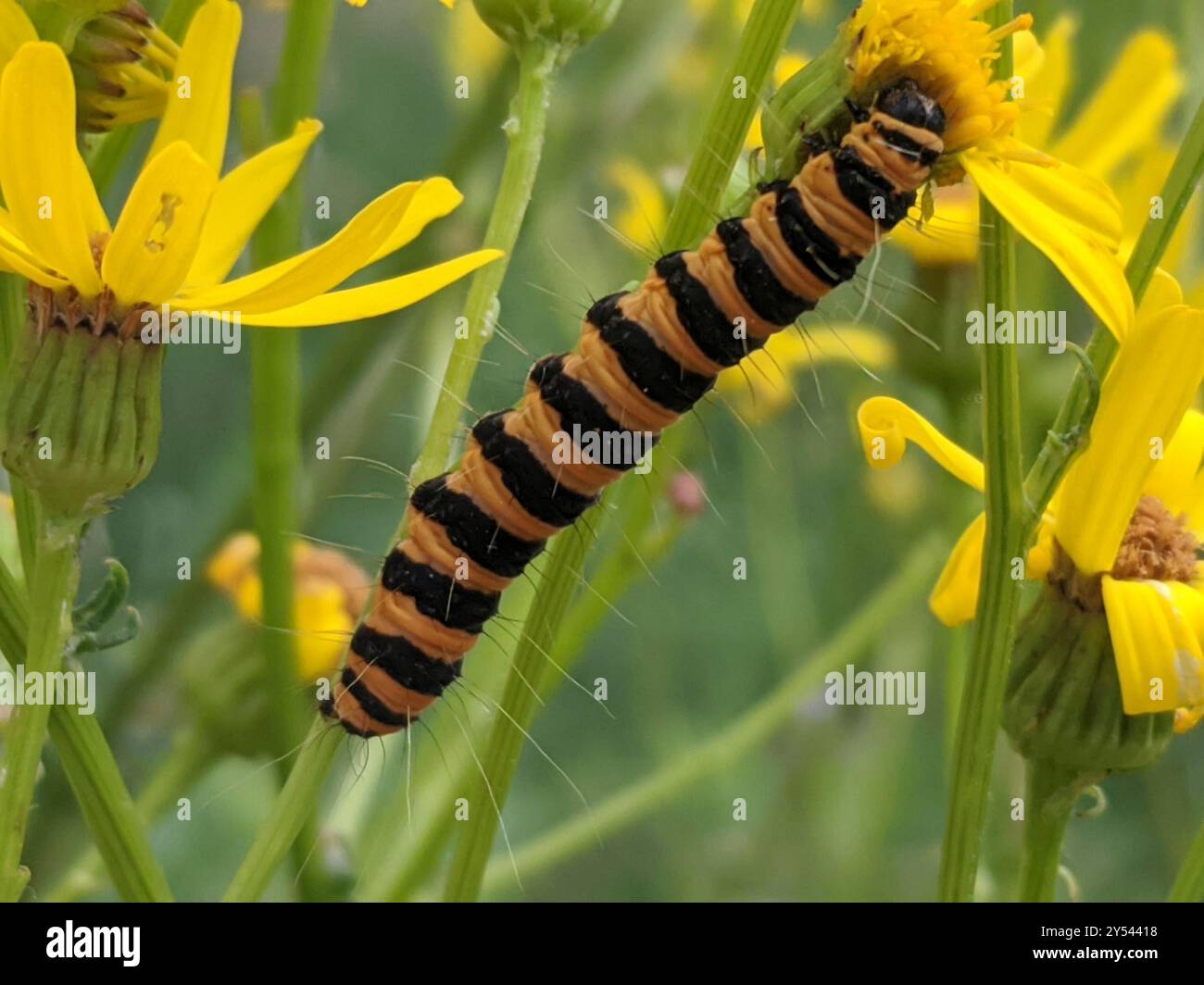 Cinnabar moth (Tyria jacobaeae) Insecta Stock Photo - Alamy