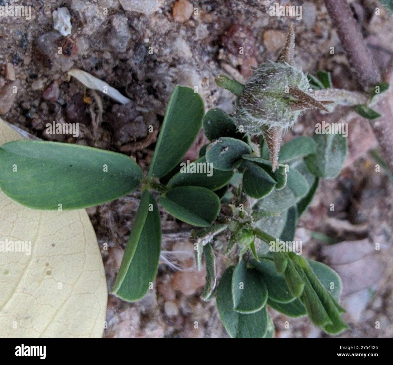 Devil Thorns (Tribulus) Plantae Stock Photo - Alamy