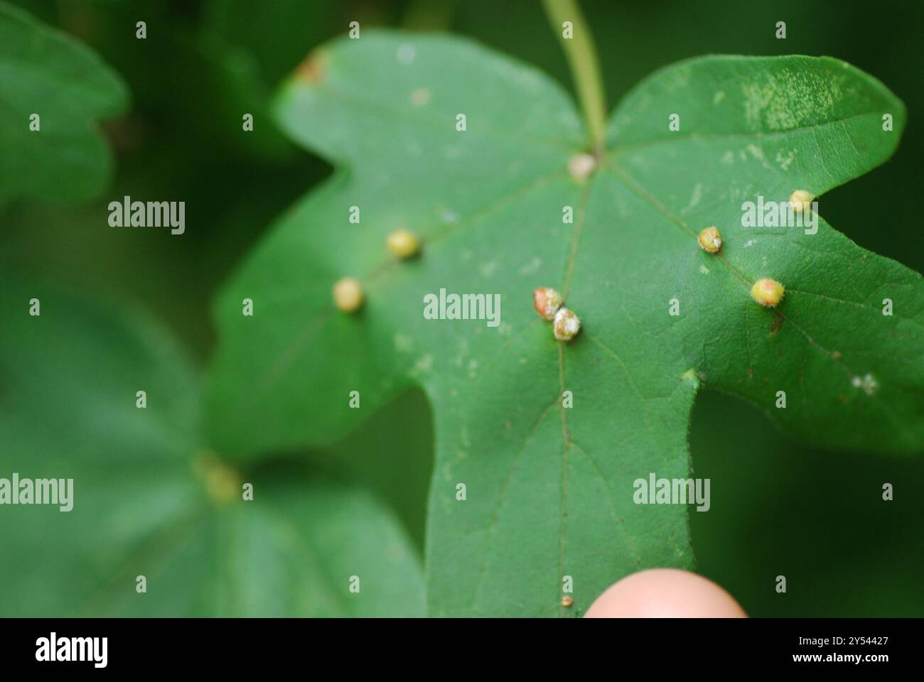 solitary maple leaf gall mite (Aceria macrochela) Arachnida Stock Photo ...
