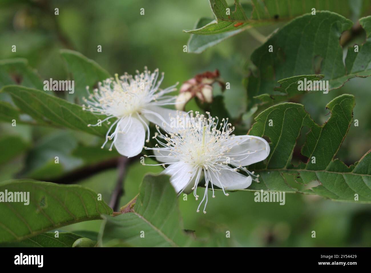 Common guava (Psidium guajava) Plantae Stock Photo - Alamy