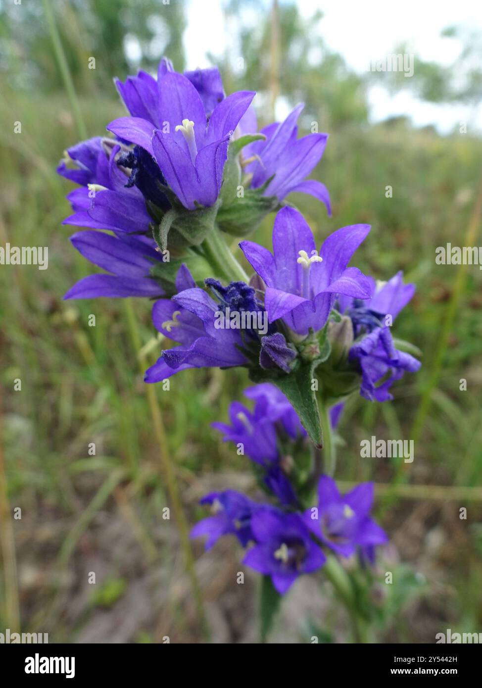 clustered bellflower (Campanula glomerata) Plantae Stock Photo - Alamy