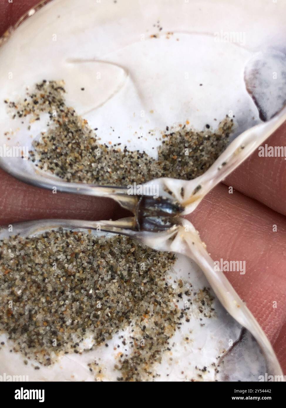 Pismo Clam (Tivela stultorum) Mollusca Stock Photo - Alamy