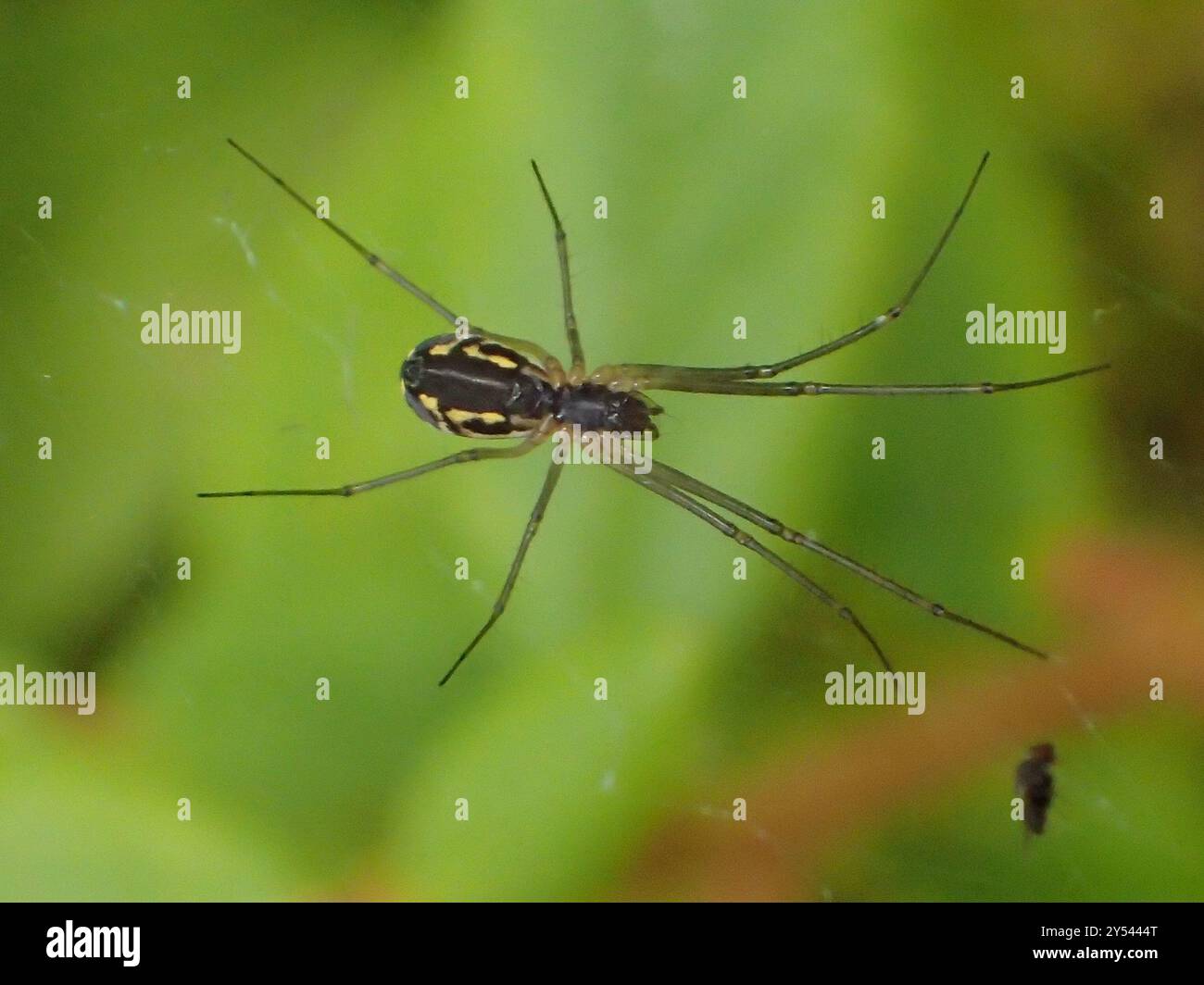 Filmy Dome Spider (Neriene radiata) Arachnida Stock Photo - Alamy