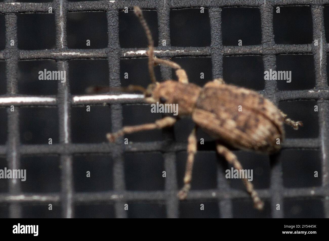 Peach Root Weevil (Pseudoedophrys hilleri) Insecta Stock Photo - Alamy