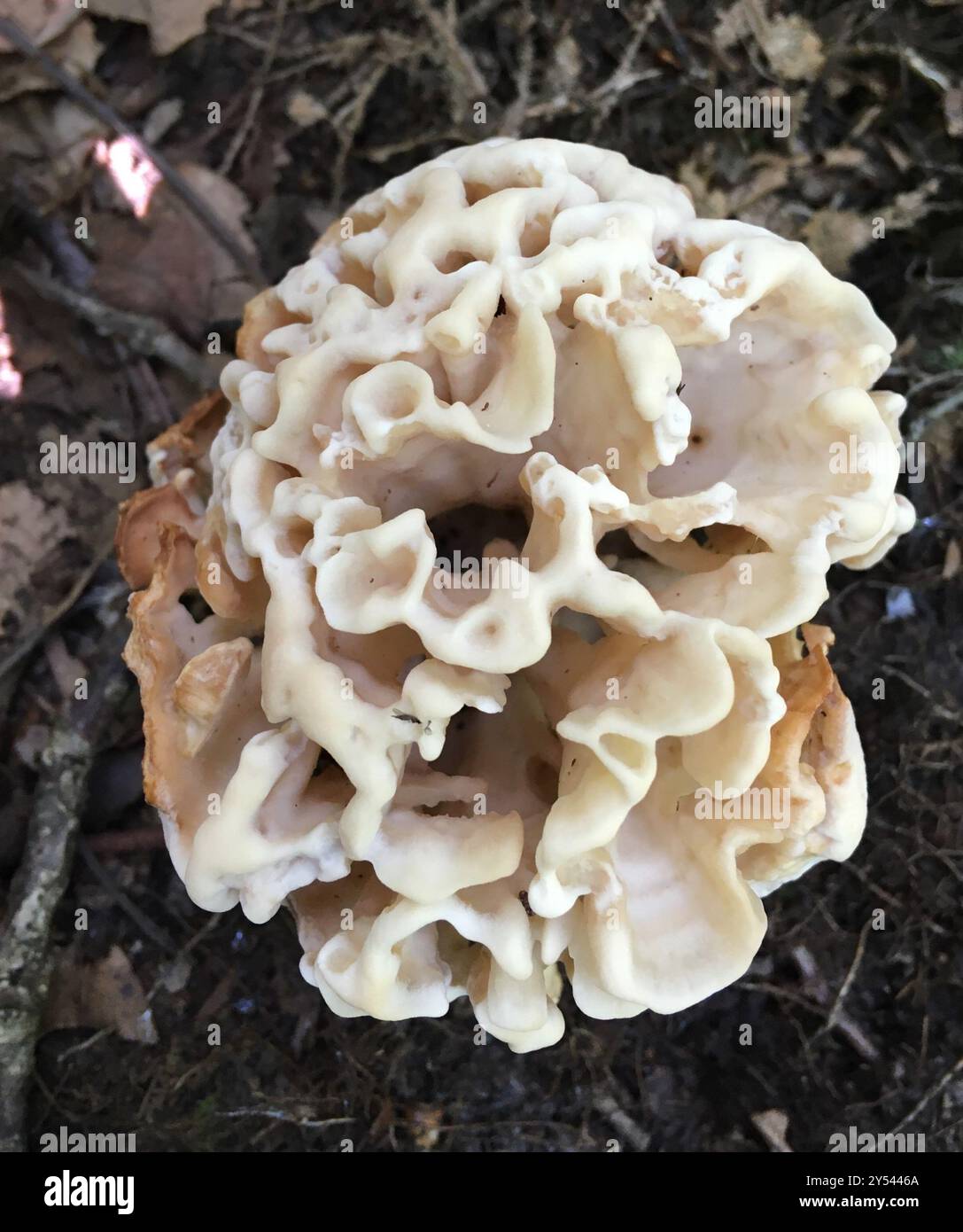 Eastern cauliflower mushroom (Sparassis spathulata) Fungi Stock Photo ...