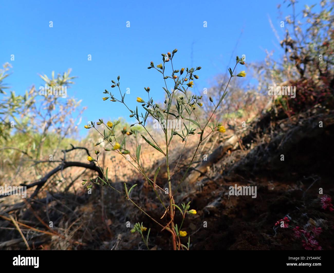 two-carpellate western flax (Hesperolinon bicarpellatum) Plantae Stock ...