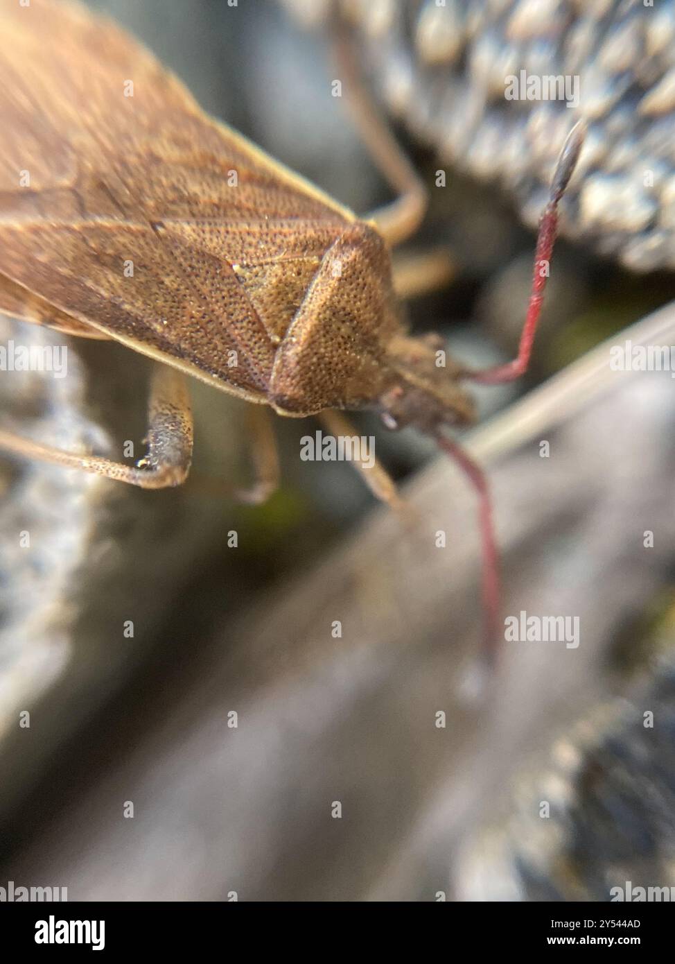 Slender-horned Leatherbug (Ceraleptus lividus) Insecta Stock Photo - Alamy