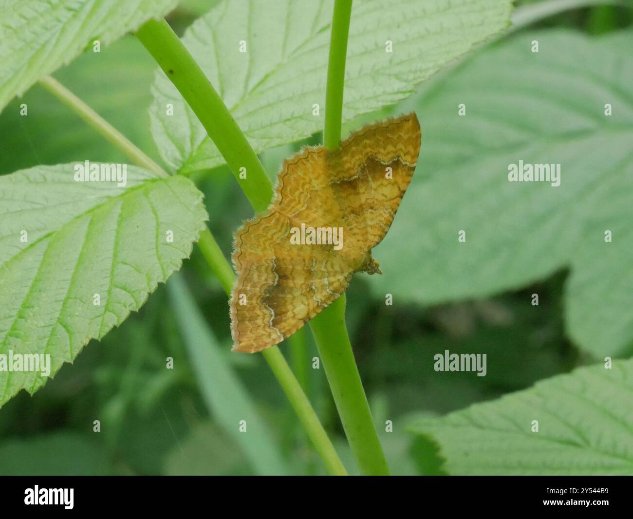 Yellow Shell Moth (Camptogramma bilineata) Insecta Stock Photo - Alamy