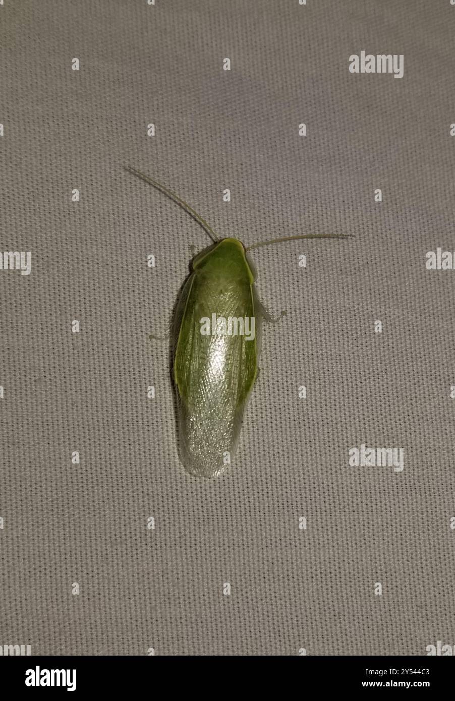 Banana Cockroach (Panchlora nivea) Insecta Stock Photo - Alamy