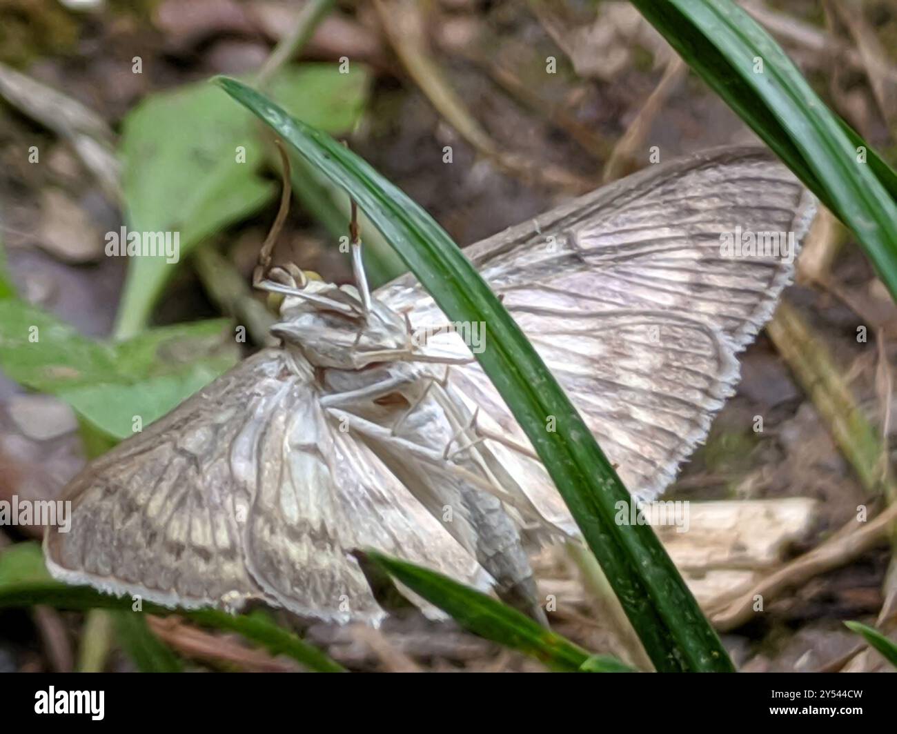 Mother of Pearl (Patania ruralis) Insecta Stock Photo - Alamy