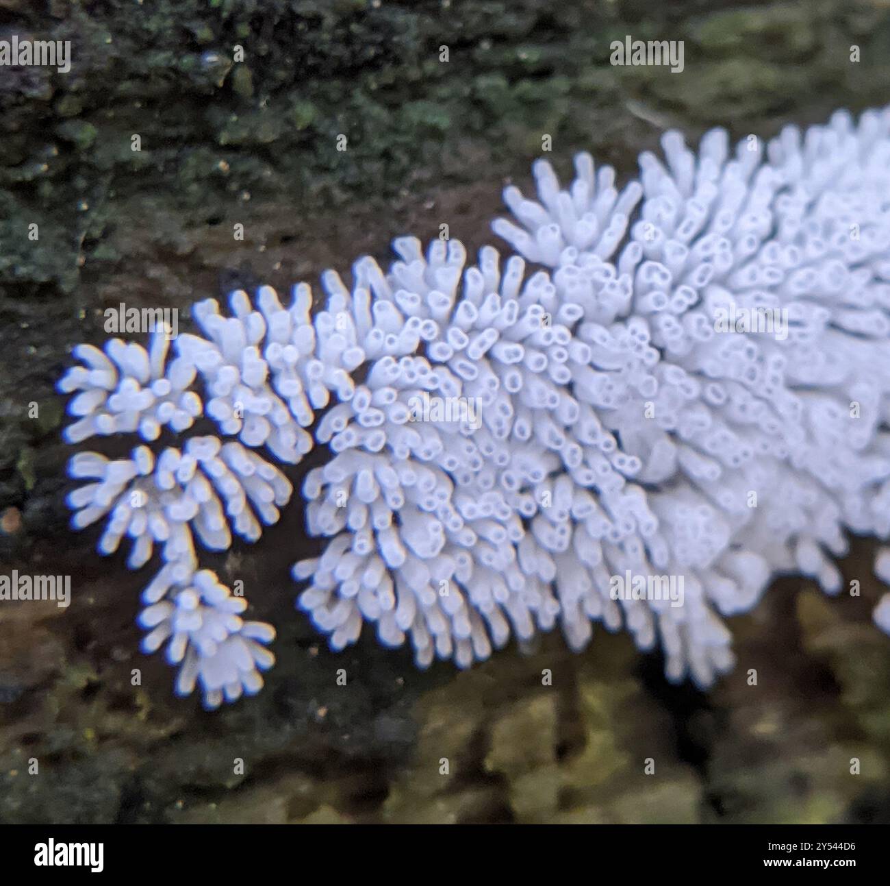 Honeycomb Coral Slime Mold (Ceratiomyxa fruticulosa) Protozoa Stock ...