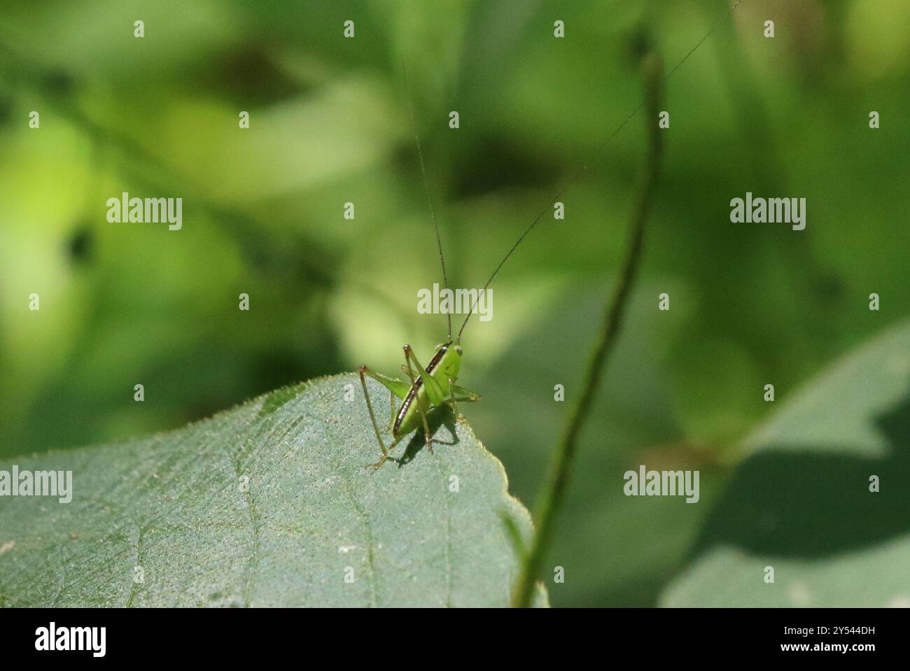 Coneheads and Meadow Katydids (Conocephalinae) Insecta Stock Photo - Alamy