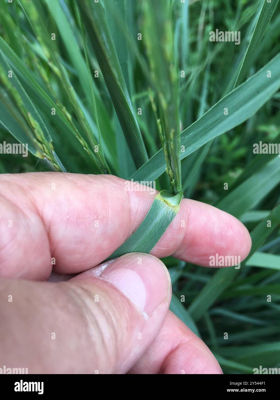 Bitter Panicgrass (Panicum amarum) Plantae Stock Photo - Alamy