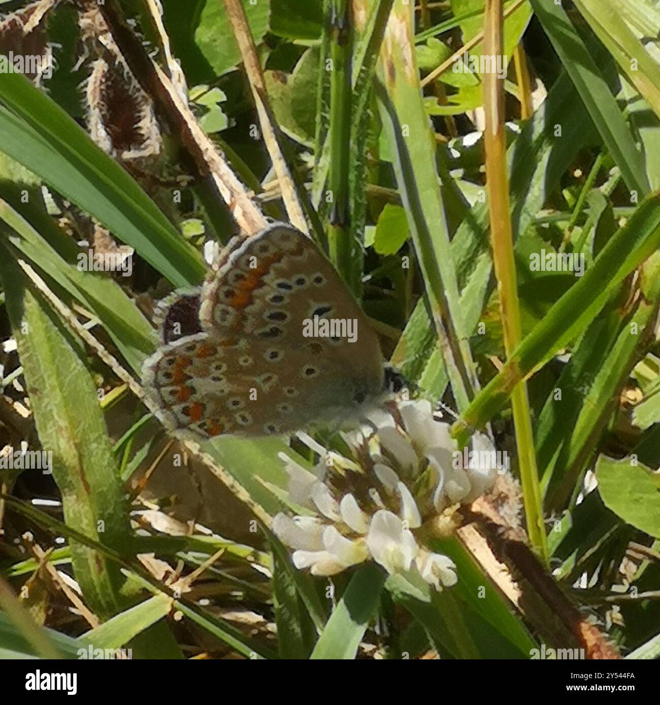 Common Blue (Polyommatus icarus) Insecta Stock Photo - Alamy