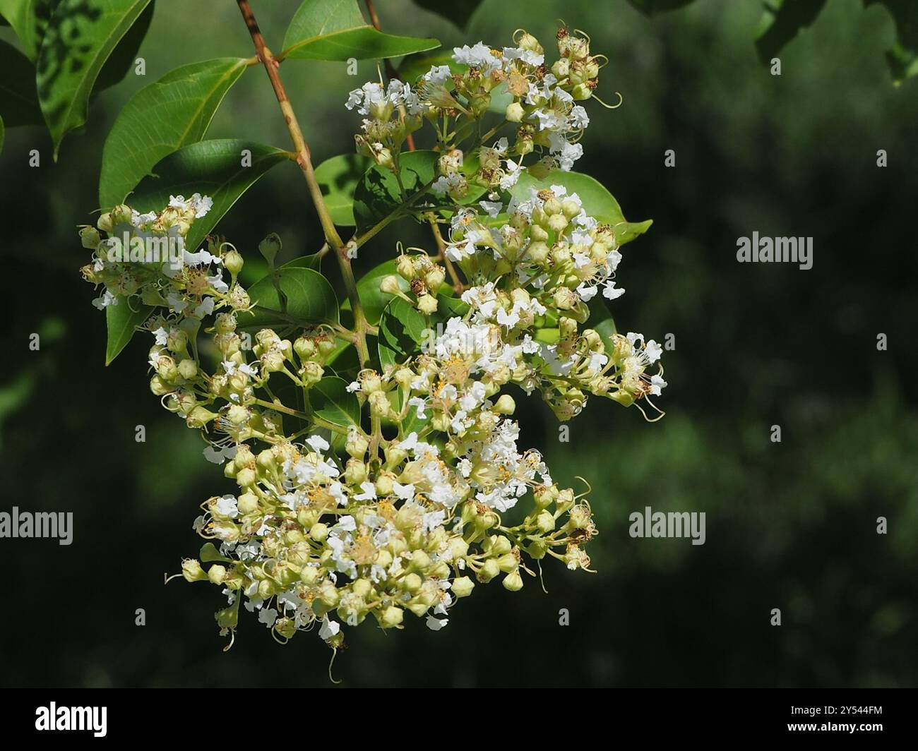 Subcostate Crape Myrtle (Lagerstroemia subcostata) Plantae Stock Photo ...