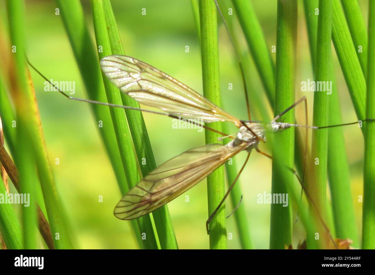 Common Crane Flies (Tipula) Insecta Stock Photo - Alamy
