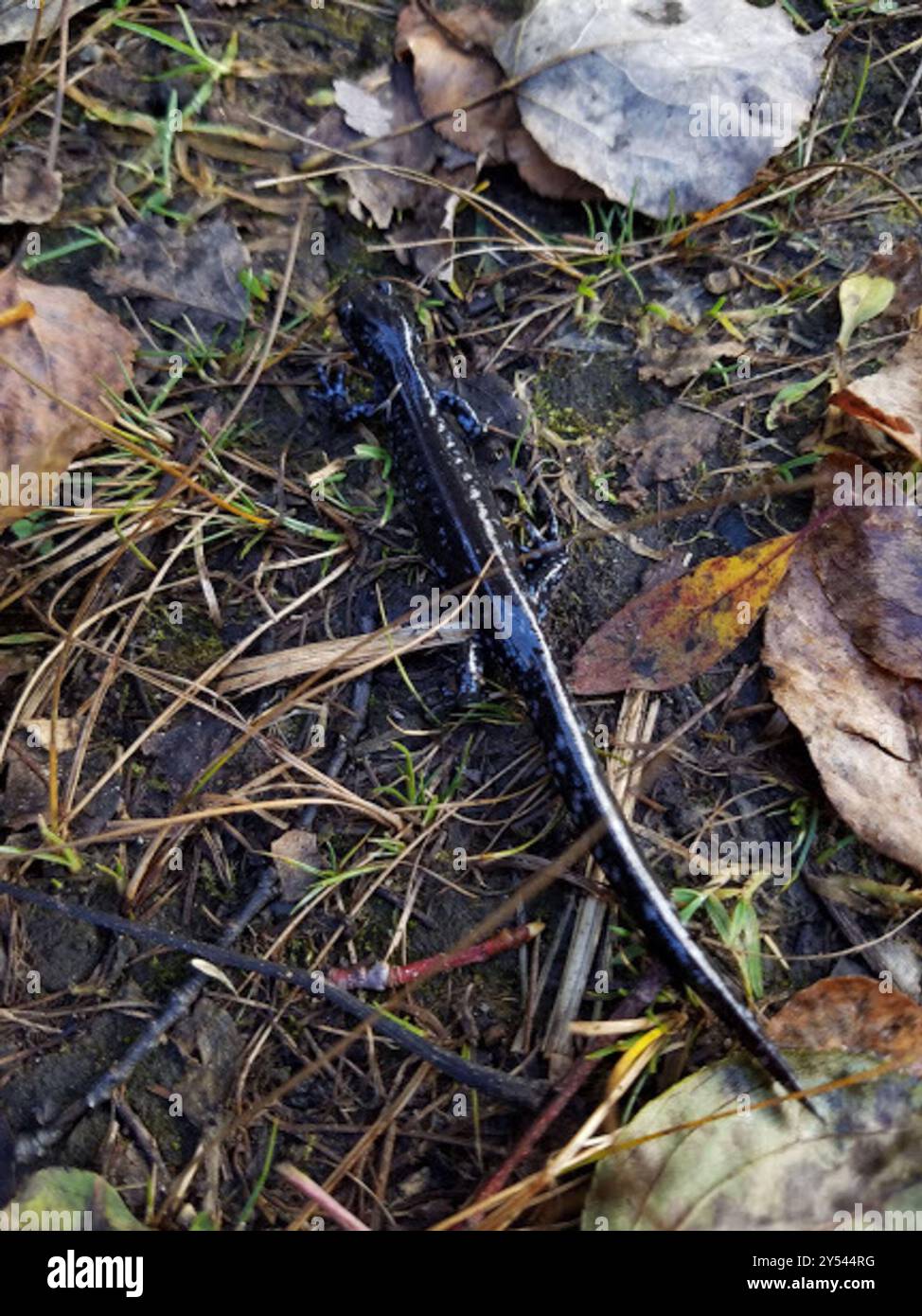 Blue-spotted Salamander (Ambystoma laterale) Amphibia Stock Photo - Alamy