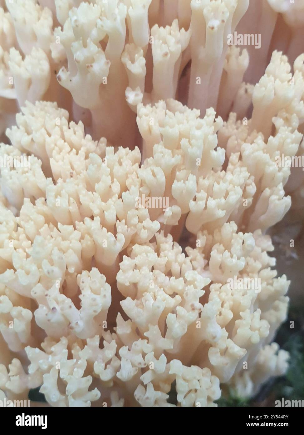 Coral Fungi (Ramaria) Fungi Stock Photo - Alamy
