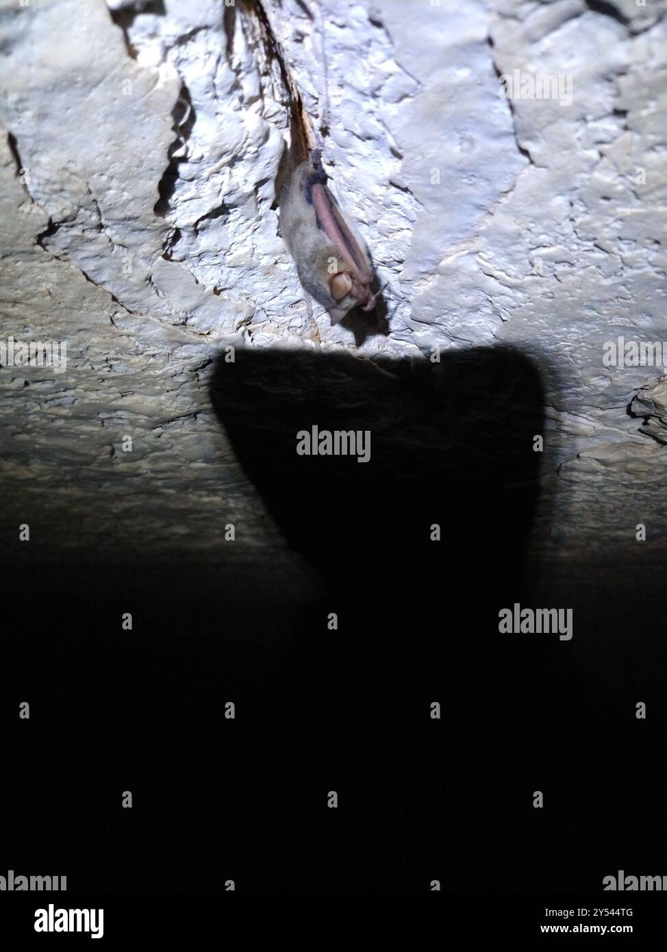 Tricolored Bat (Perimyotis subflavus) Mammalia Stock Photo - Alamy