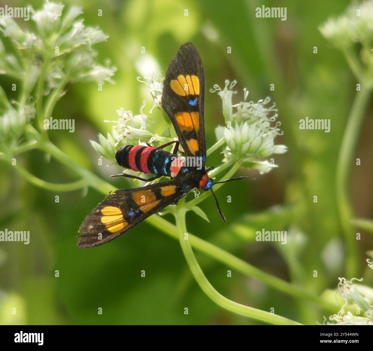 Painted Handmaiden Moth (Euchromia polymena) Insecta Stock Photo - Alamy