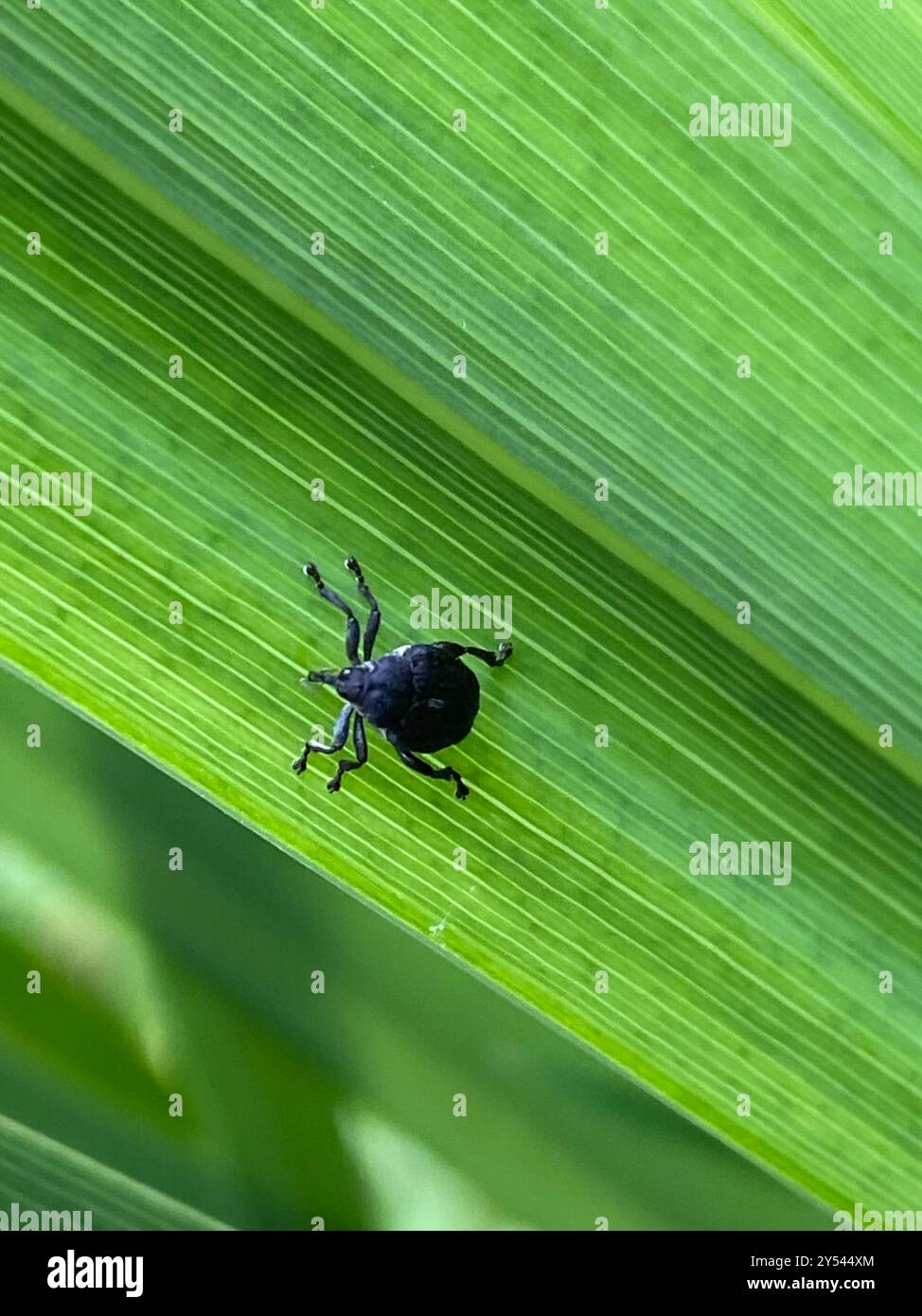 Iris weevil (Mononychus punctumalbum) Insecta Stock Photo - Alamy