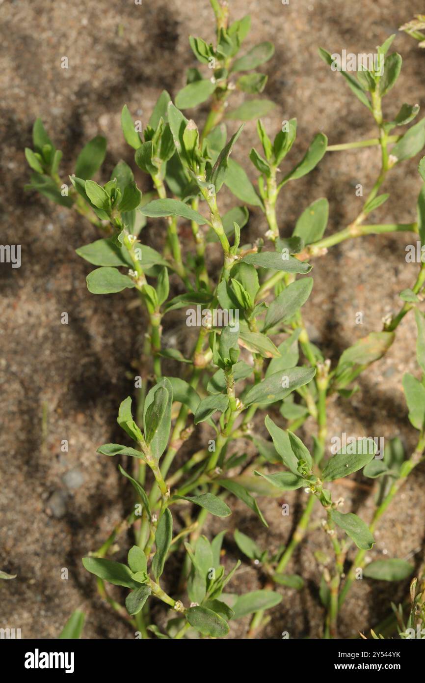 Prostrate Knotweed (Polygonum aviculare) Plantae Stock Photo - Alamy