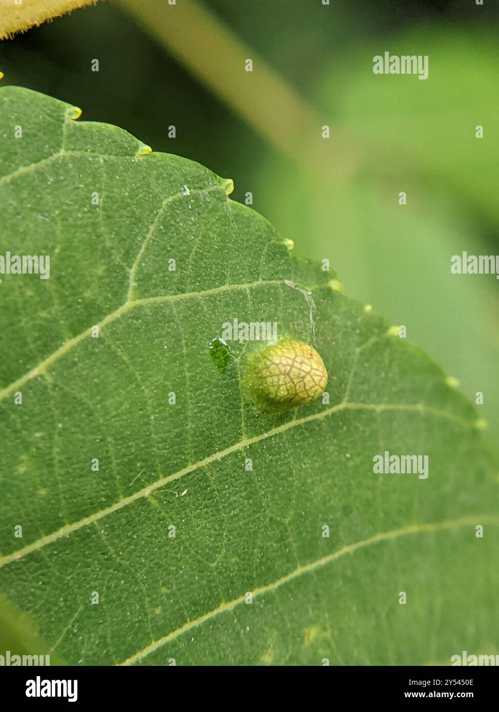 California Black Walnut Pouch Gall Mite (Aceria brachytarsa) Arachnida ...