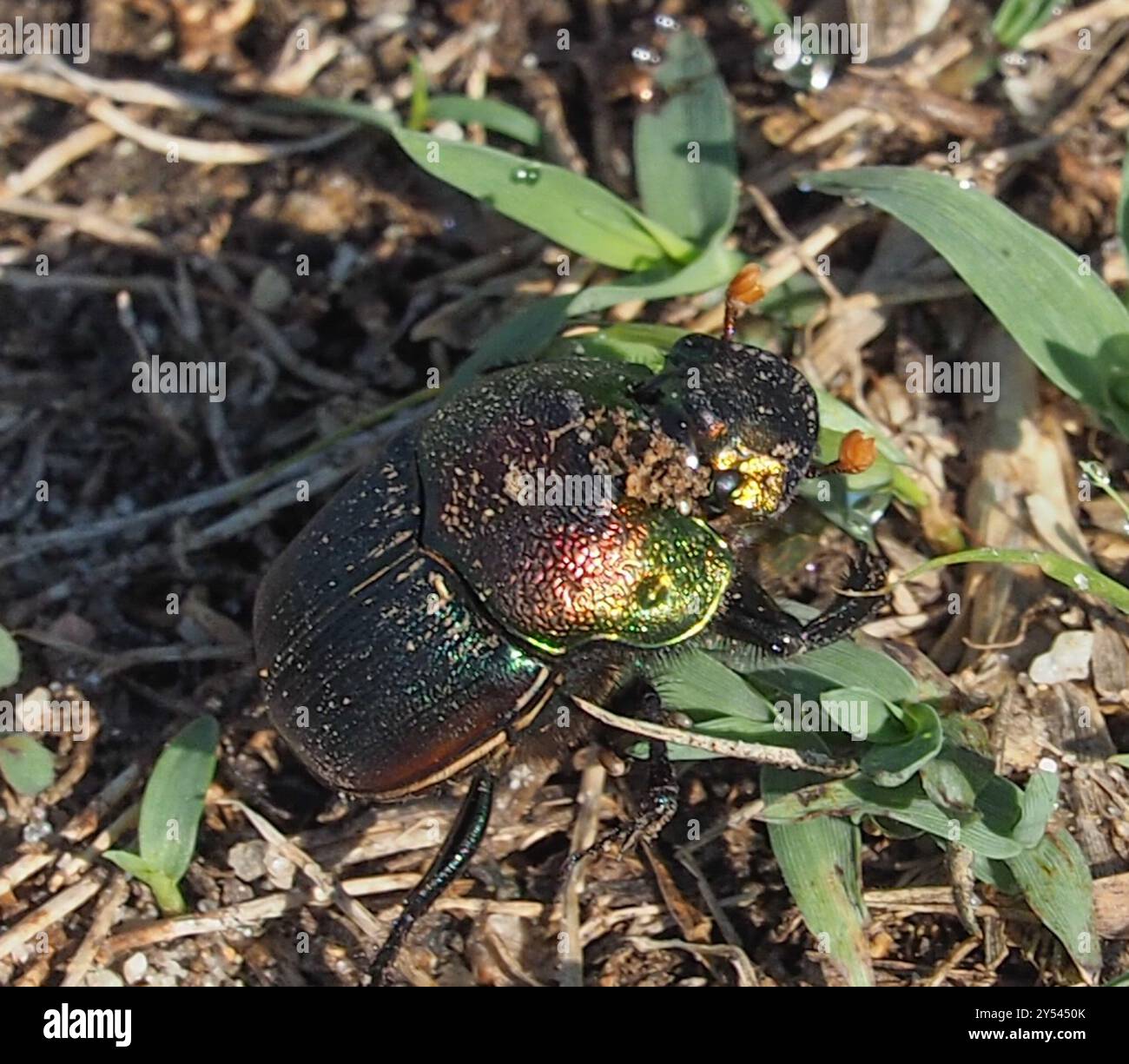 Rainbow Scarab (Phanaeus vindex) Insecta Stock Photo - Alamy