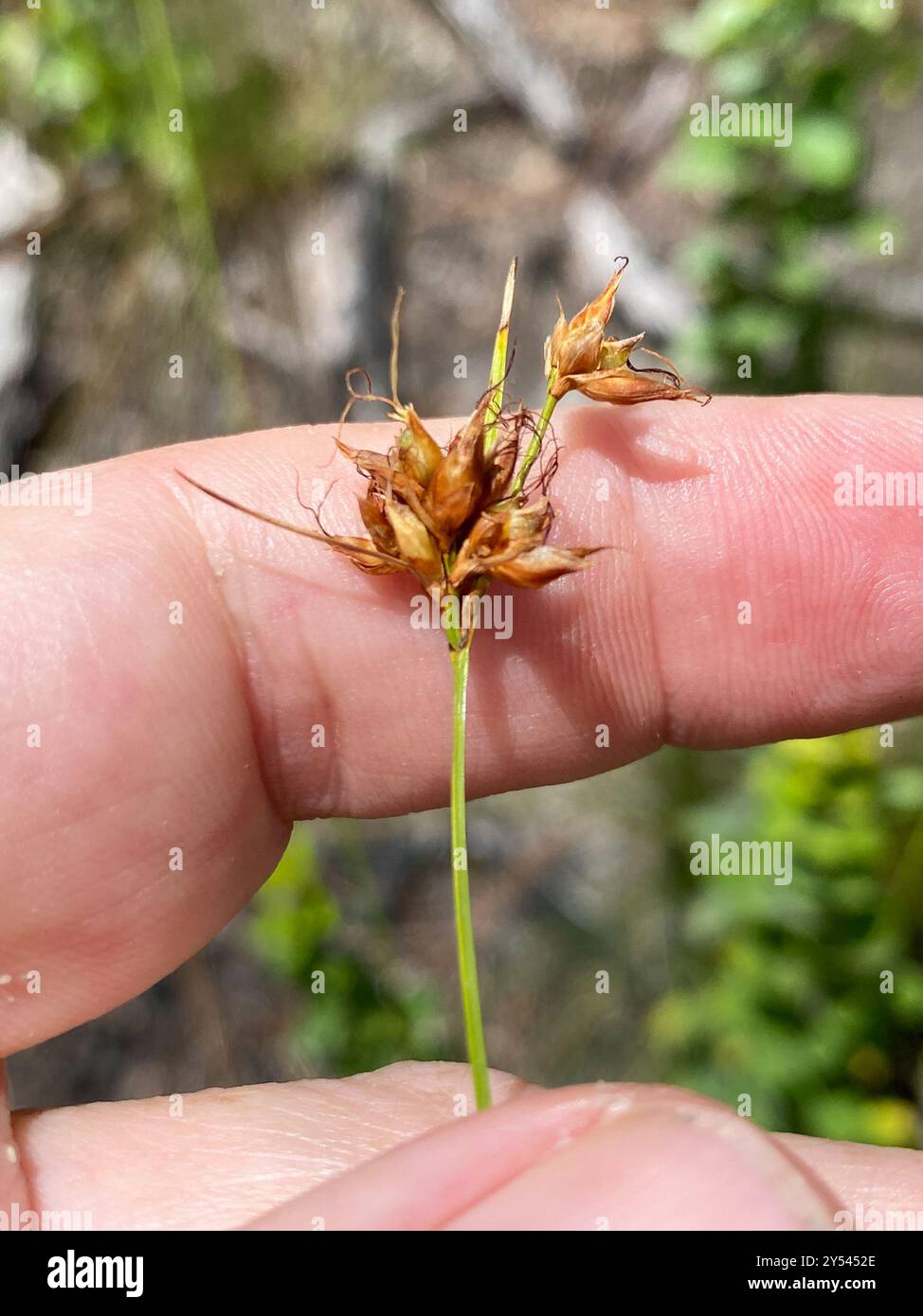 Gray's beaksedge (Rhynchospora grayi) Plantae Stock Photo - Alamy