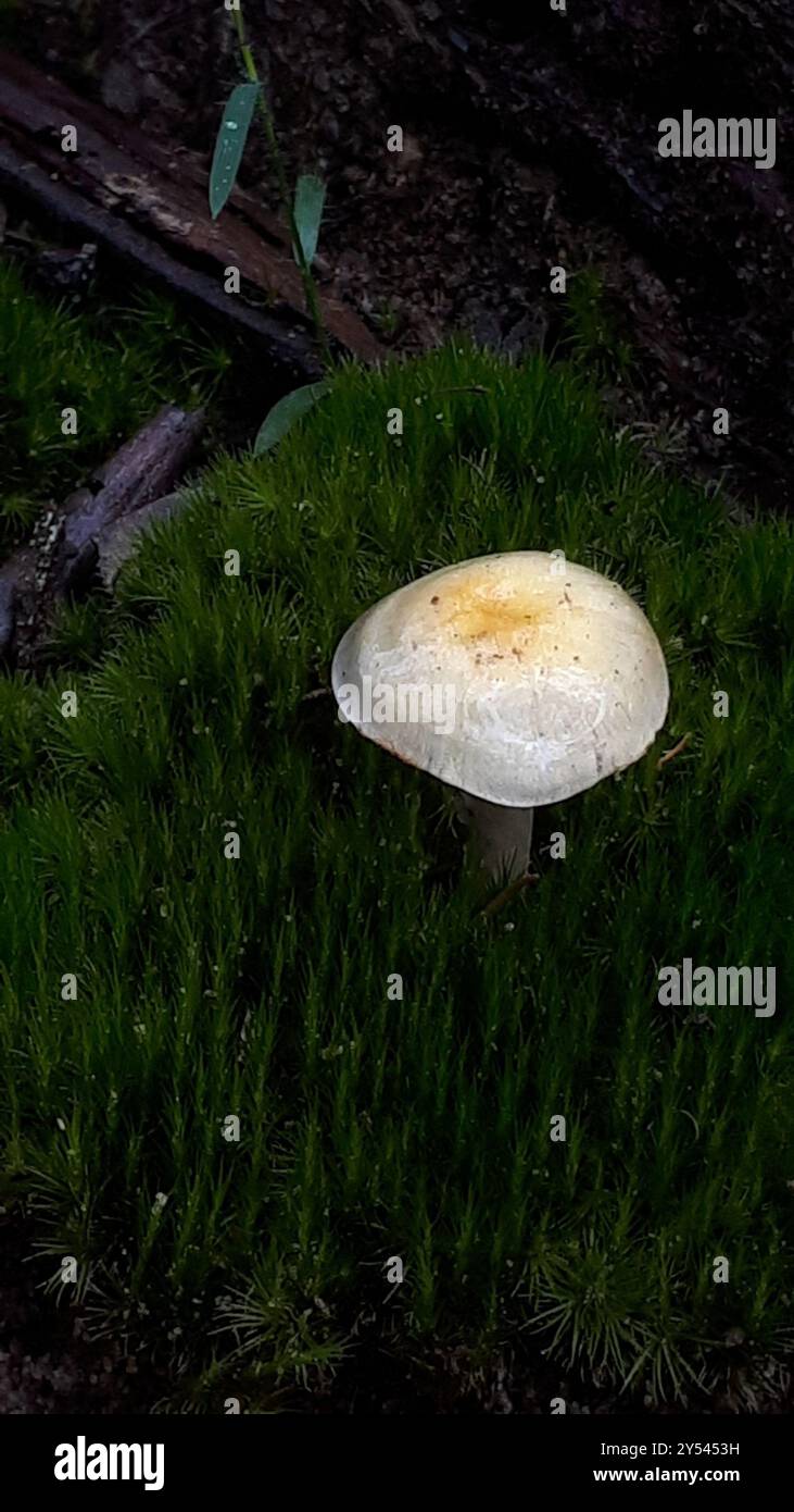elegant blue webcap (Cortinarius rotundisporus) Fungi Stock Photo - Alamy