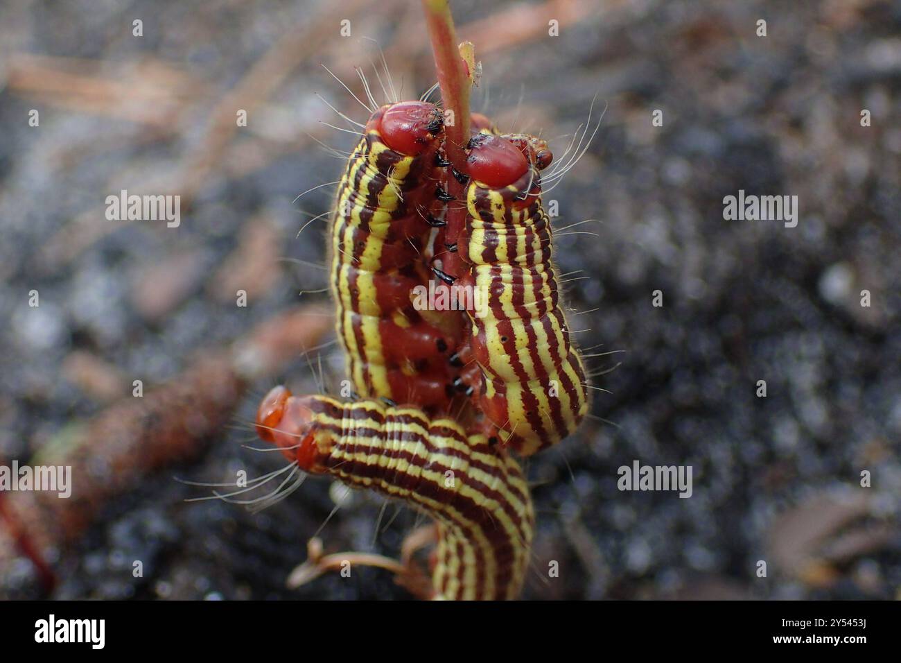 Azalea Caterpillar Moth (Datana major) Insecta Stock Photo - Alamy