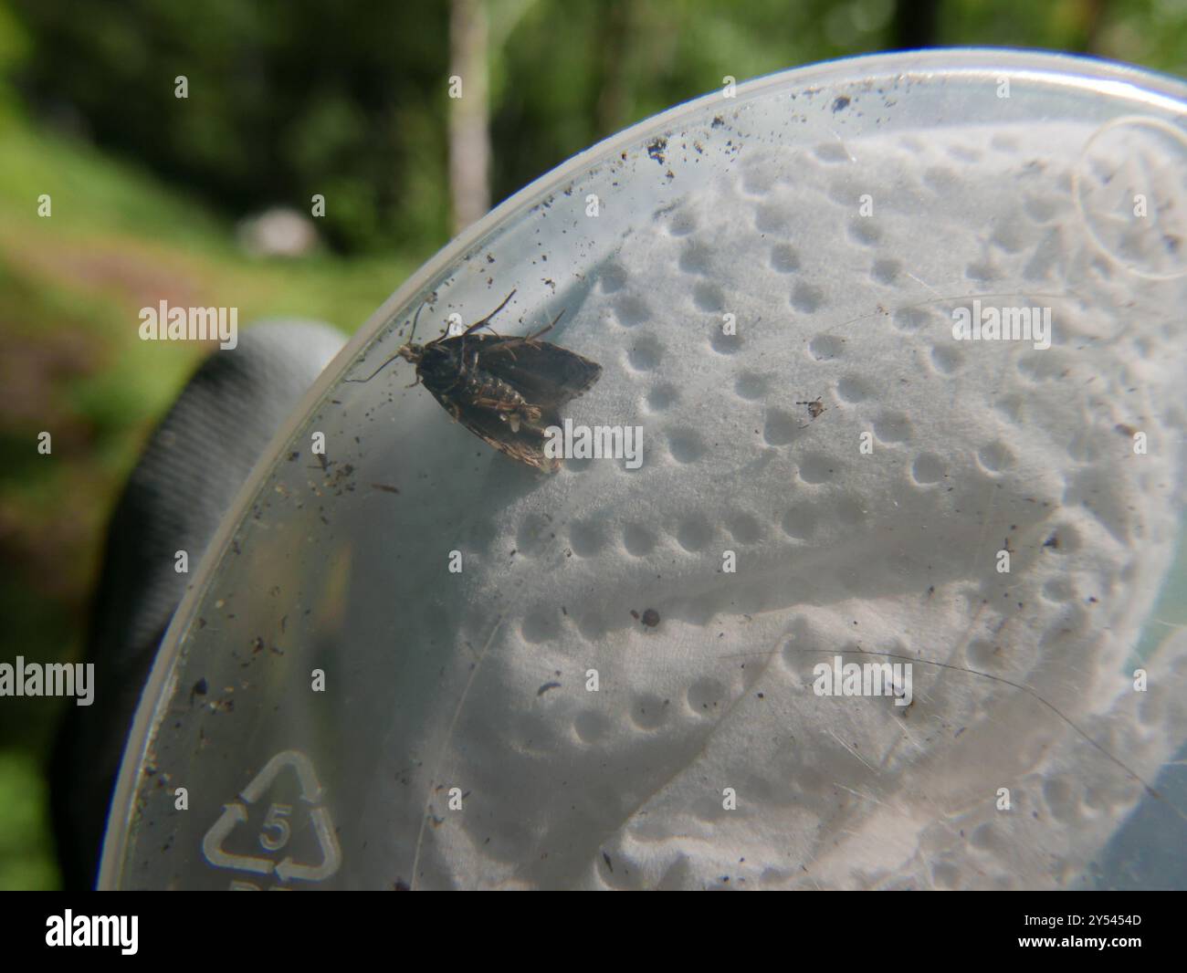 Butterflies and Moths (Lepidoptera) Insecta Stock Photo - Alamy