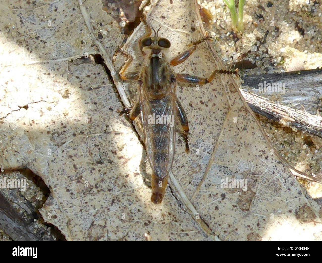 Proctacanthella hi-res stock photography and images - Alamy