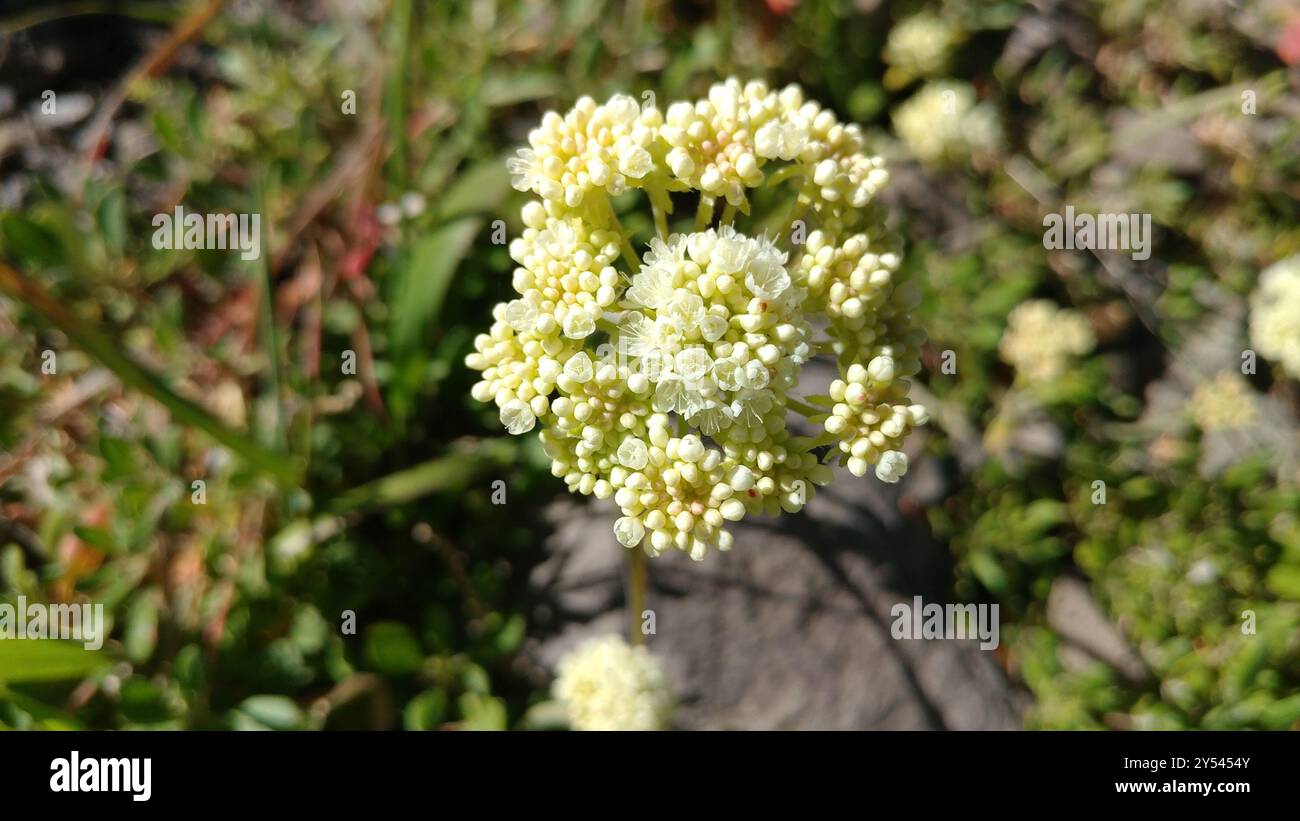 subalpine sulphur flower buckwheat (Eriogonum umbellatum majus) Plantae ...